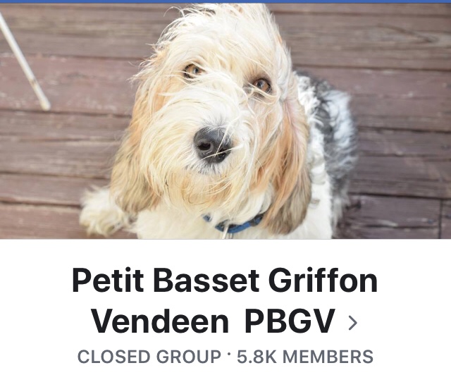 The PBGV Group – The Man In The Pink Hat